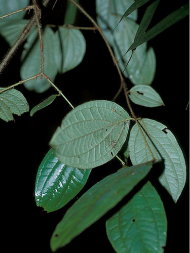 درخت کورار – phytano-بانک اطلاعاتی گیاهان دارویی